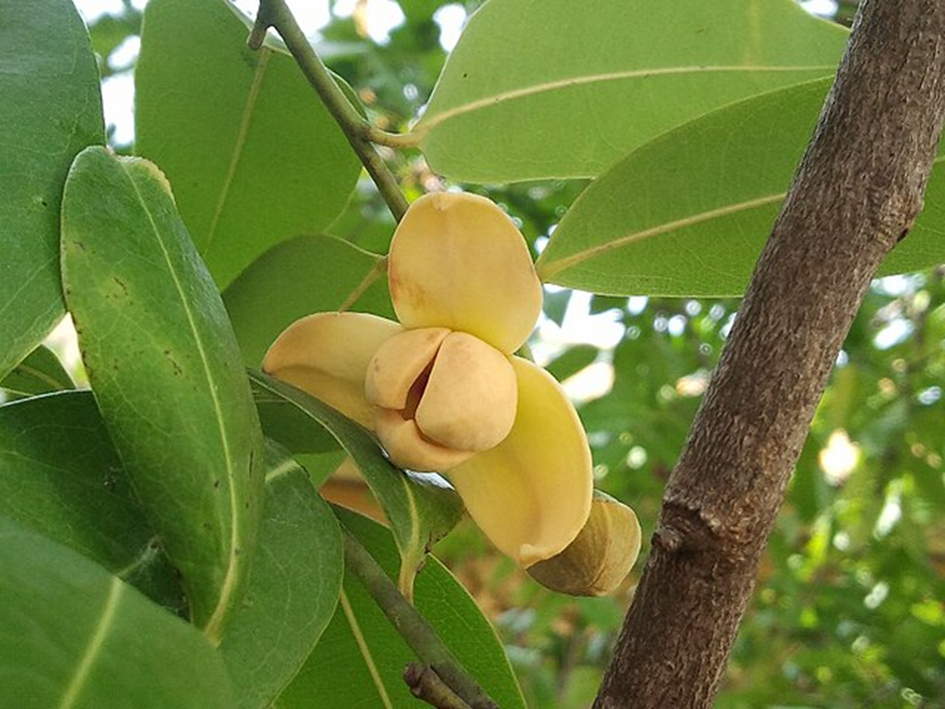 Picture of the day: The rumduol, national flower of Cambodia - Wonders ...