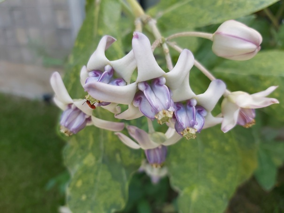 Picture of the day: Crown Flower in the Shadows of Empire - Wonders of ...