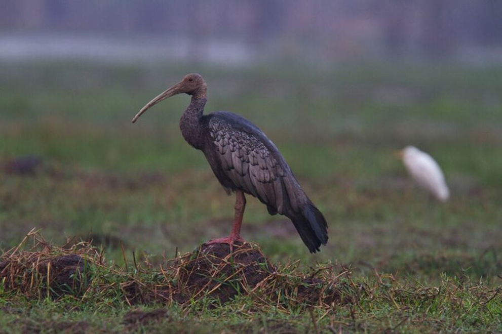 Giant Ibis: Cambodia’s National Bird - Wonders of Cambodia