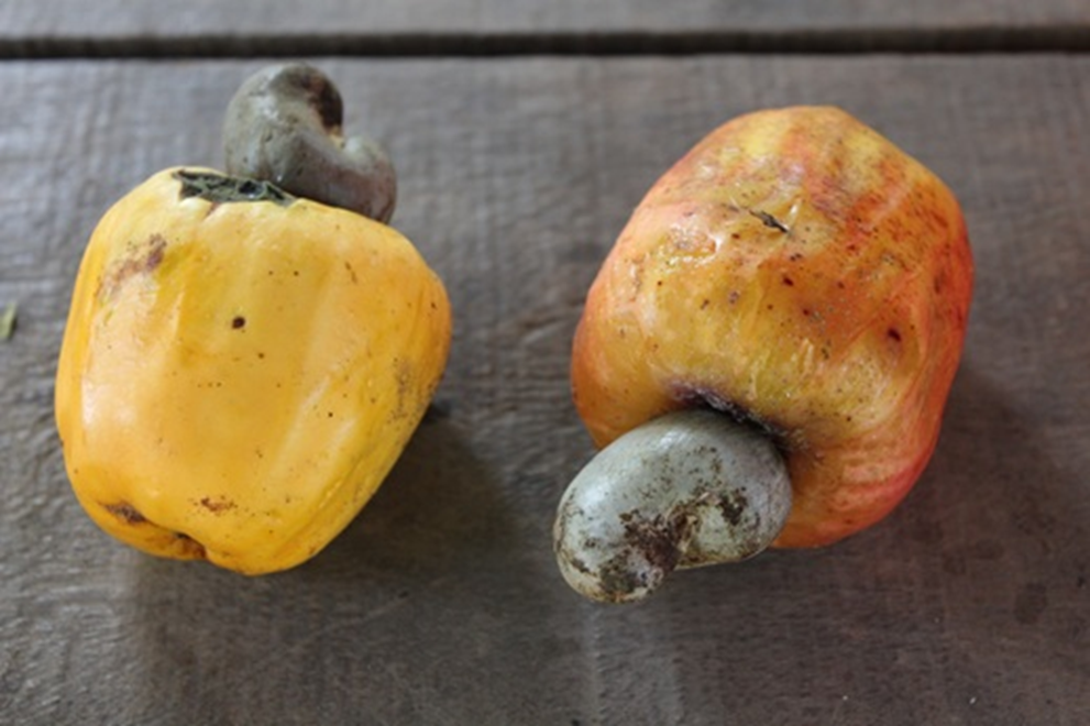 Picture of the day: Cashew apple - Wonders of Cambodia