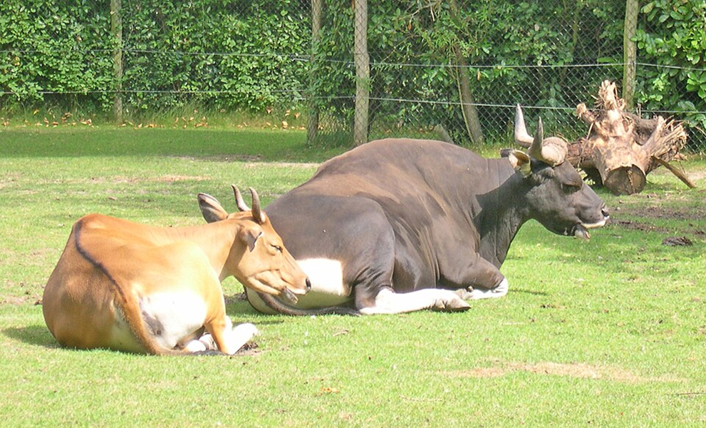 The Banteng: Cambodia’s Wild Cattle of the Forests - Wonders of Cambodia