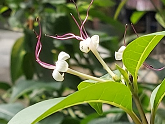 Picture of the day: Clerodendrum inerme: A Coastal Evergreen Beauty ...