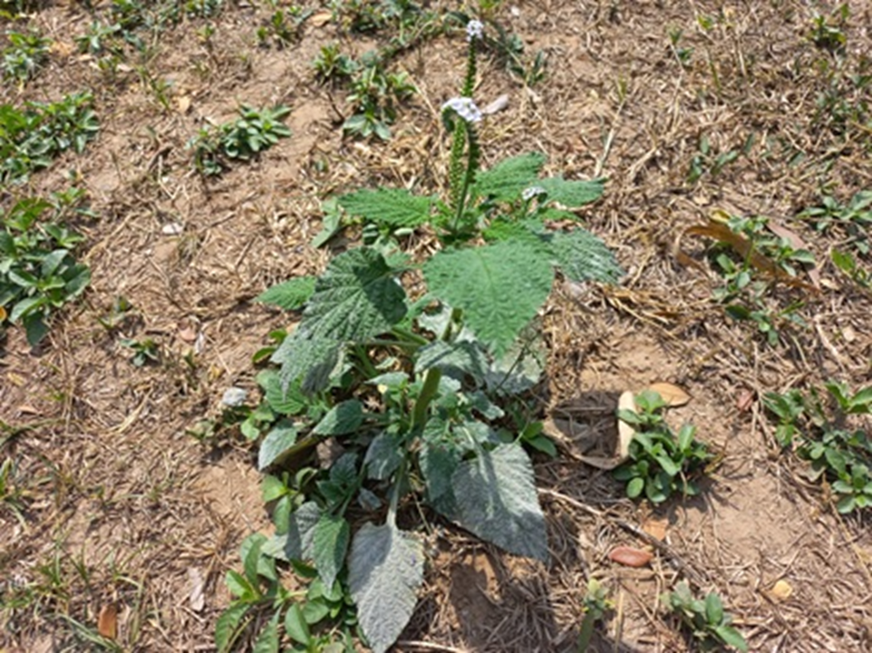 Picture of the day: Heliotropium indicum in a Cambodian Field - Wonders ...
